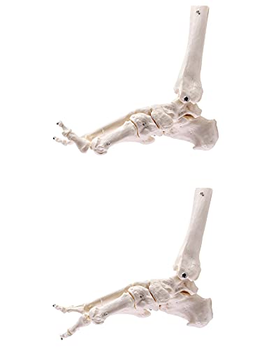 QWORK Human Foot Skeleton Model, Life Size Medical Anatomy Foot and Ankle Model, Right, Fully Articulated, for Medical Study & Science Classroom