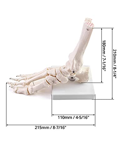QWORK Human Foot Skeleton Model, Life Size Medical Anatomy Foot and Ankle Model, Right, Fully Articulated, for Medical Study & Science Classroom