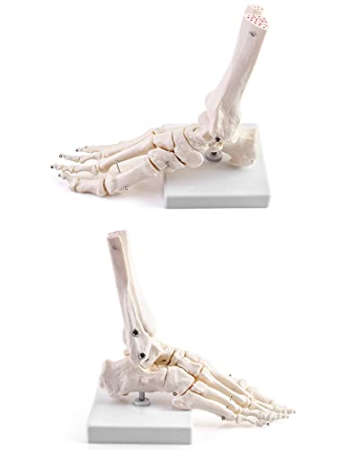 QWORK Human Foot Skeleton Model, Life Size Medical Anatomy Foot and Ankle Model, Right, Fully Articulated, for Medical Study & Science Classroom