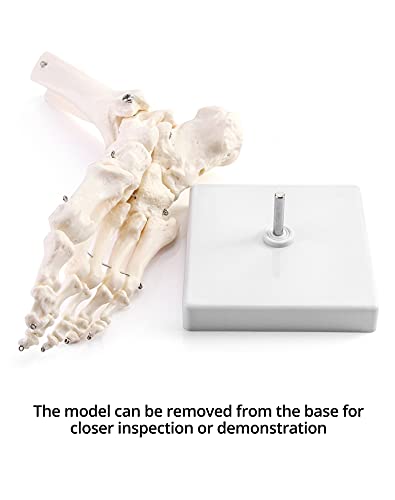 QWORK Human Foot Skeleton Model, Life Size Medical Anatomy Foot and Ankle Model, Right, Fully Articulated, for Medical Study & Science Classroom