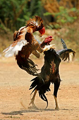 New MAXX 30 Capsules, Rooster Booster Vitamins Health Chicken Supplement Capsule, Increasing Energy Formula Stronger & More Power Healthy Feed Cock Fighting Gamecocks, Bird, Good Breeding, Hen Food