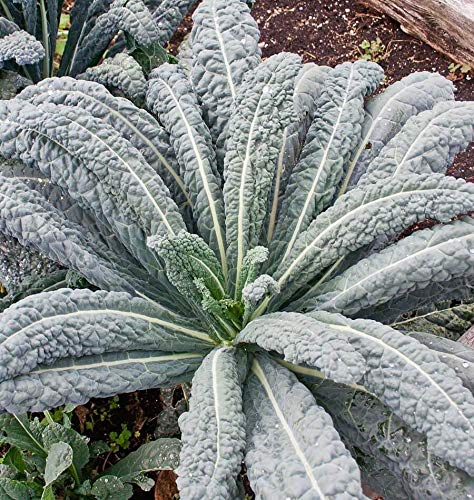 Kale Seeds - Lacinato Kale aka Dinosaur Kale or Black Tuscan Kale (100+ Seeds)