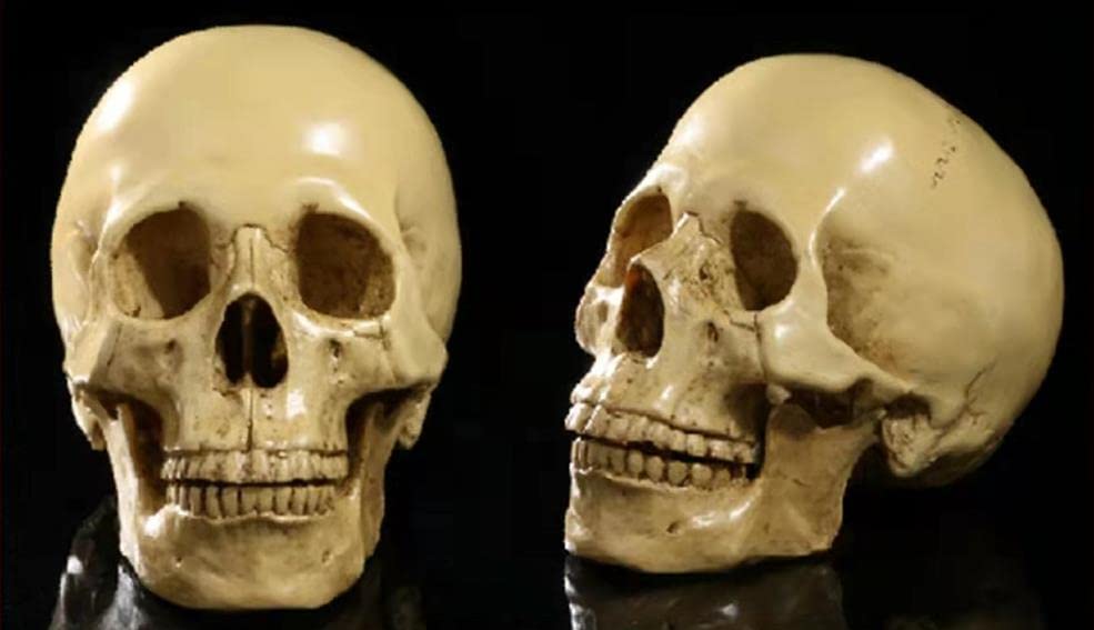 Onecen Life Size Human Skull Model 1:1 Replica Realistic Resin Halloween Party Decoration Human Skull Head Bone Model Medical Skeleton for Anatomical Medical Teaching (Light Yellow)