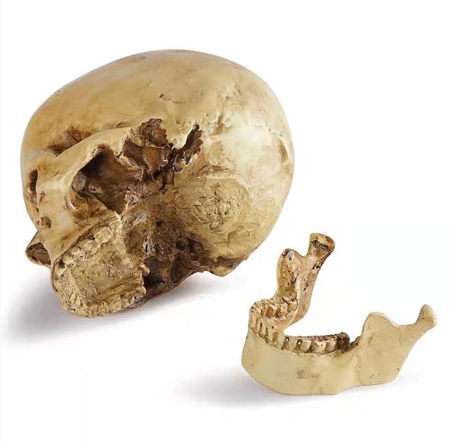 Onecen Life Size Human Skull Model 1:1 Replica Realistic Resin Halloween Party Decoration Human Skull Head Bone Model Medical Skeleton for Anatomical Medical Teaching (Light Yellow)