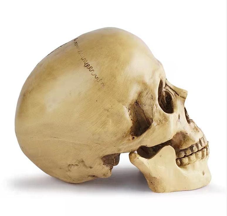 Onecen Life Size Human Skull Model 1:1 Replica Realistic Resin Halloween Party Decoration Human Skull Head Bone Model Medical Skeleton for Anatomical Medical Teaching (Light Yellow)