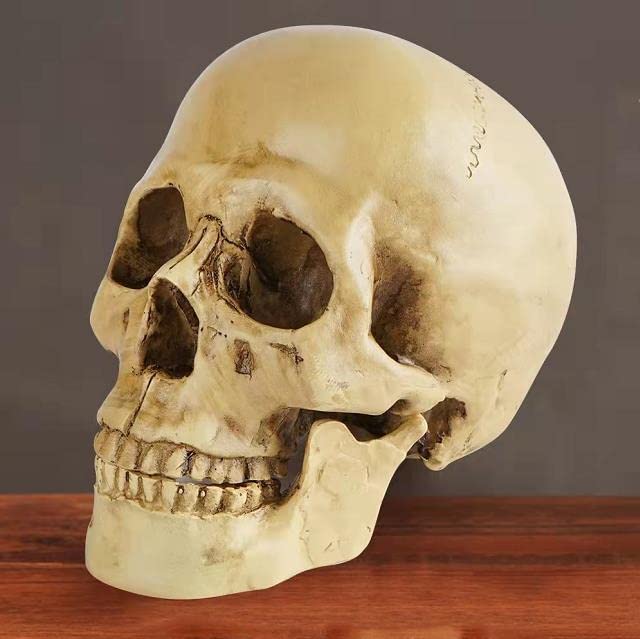 Onecen Life Size Human Skull Model 1:1 Replica Realistic Resin Halloween Party Decoration Human Skull Head Bone Model Medical Skeleton for Anatomical Medical Teaching (Light Yellow)
