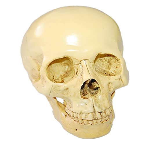 Onecen Life Size Human Skull Model 1:1 Replica Realistic Resin Halloween Party Decoration Human Skull Head Bone Model Medical Skeleton for Anatomical Medical Teaching (Light Yellow)