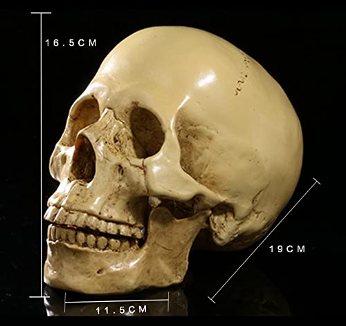 Onecen Life Size Human Skull Model 1:1 Replica Realistic Resin Halloween Party Decoration Human Skull Head Bone Model Medical Skeleton for Anatomical Medical Teaching (Light Yellow)