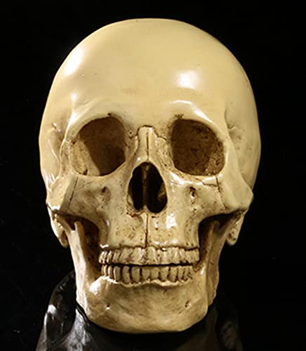 Onecen Life Size Human Skull Model 1:1 Replica Realistic Resin Halloween Party Decoration Human Skull Head Bone Model Medical Skeleton for Anatomical Medical Teaching (Light Yellow)