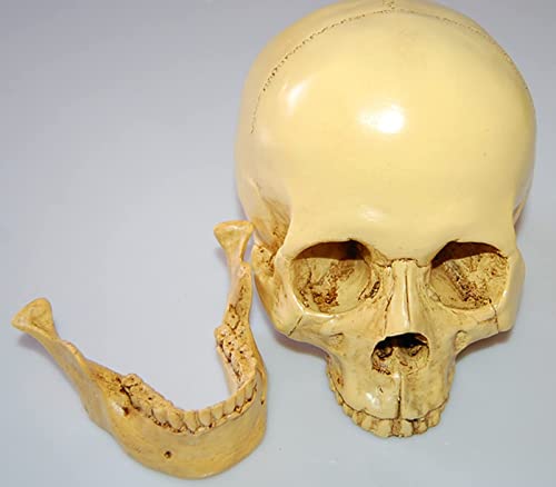 Onecen Life Size Human Skull Model 1:1 Replica Realistic Resin Halloween Party Decoration Human Skull Head Bone Model Medical Skeleton for Anatomical Medical Teaching (Light Yellow)