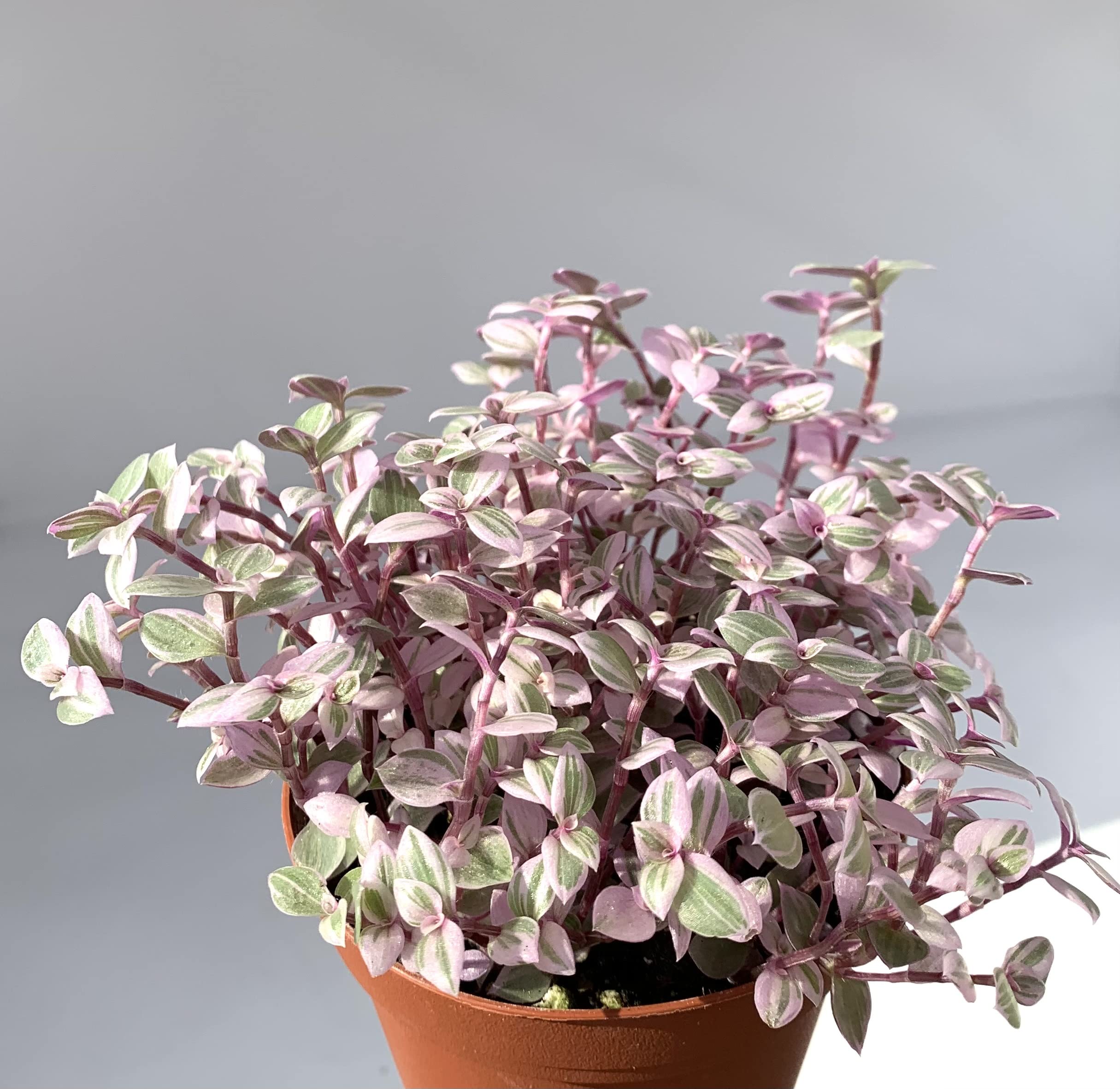 Tradescantia Pink Panther Houseplants Live Potted