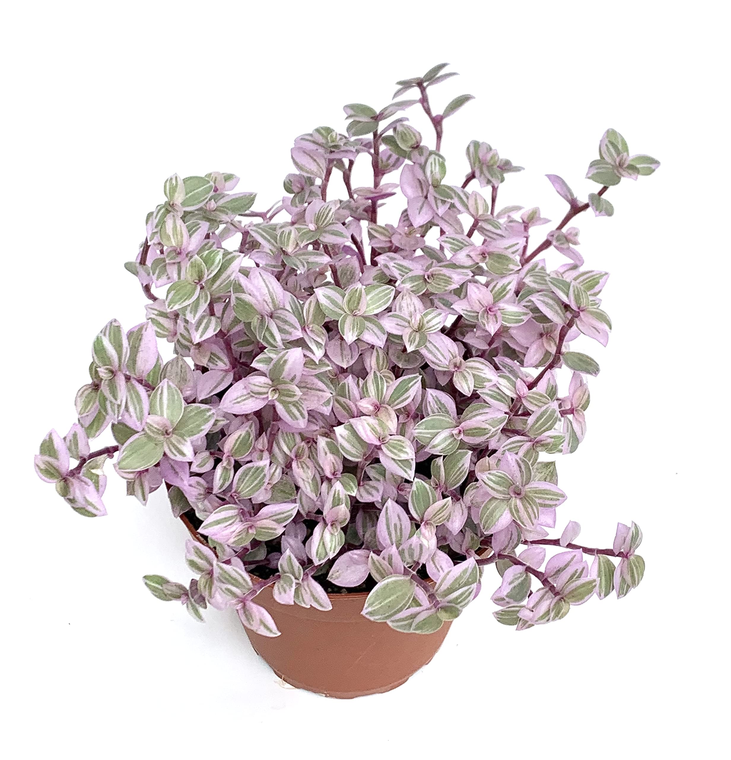 Tradescantia Pink Panther Houseplants Live Potted