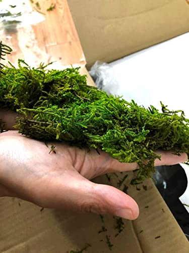 prefleur Preserved Sheet Moss Natural Green Decorative Real Natural Green DIY Kit Gardenning Art Wall Decor Florist Decor Easter Table Decor Wedding(2 sq.ft.) (Green-B)