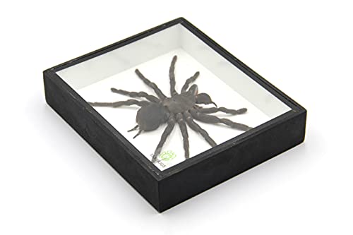 Real Giant Bird Eating Tarantula EURYPEIMA SPINCRUS Spider Taxidermy Transparent Boxed Display (Black Wooden Box)
