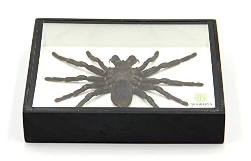 Real Giant Bird Eating Tarantula EURYPEIMA SPINCRUS Spider Taxidermy Transparent Boxed Display (Black Wooden Box)