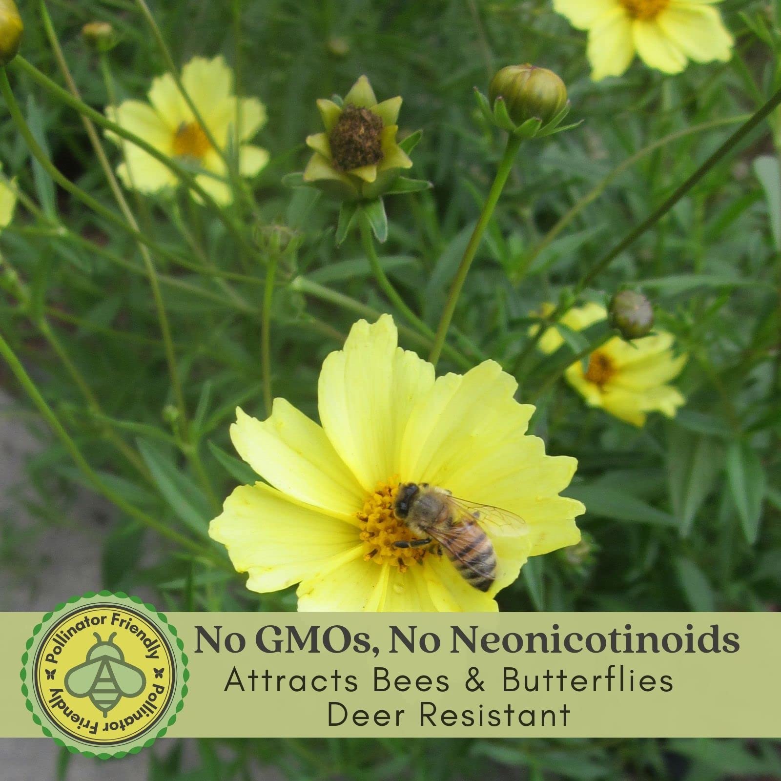 Clovers Garden Coreopsis Moonbeam (Tickseed) Plants – Two (2) Live Plants – Non-GMO - Not Seeds - Each 4" to 8" Tall – in 4" Inch Pots – Hardy Flowering Perennial, Pollinator Favorite