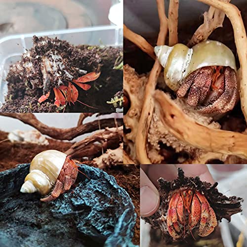 Hermit Crab Shells, 14 PCS 14 Kinds, Opening Size 0.5"-1.4" Natural Seashell Supplies Turbo Growth House