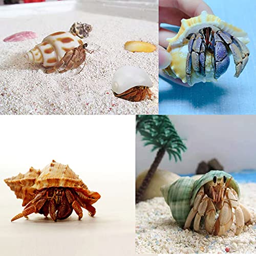 Hermit Crab Shells, 14 PCS 14 Kinds, Opening Size 0.5"-1.4" Natural Seashell Supplies Turbo Growth House