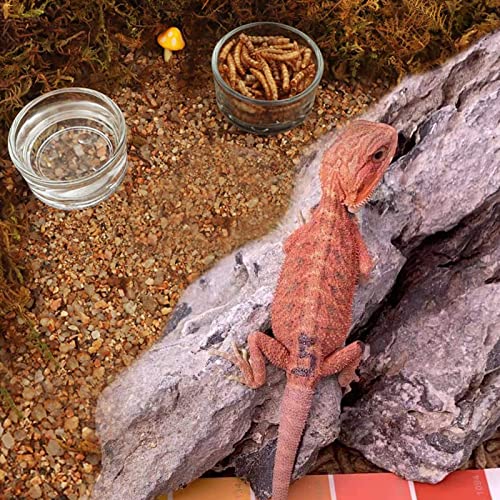 WEAVERBIRD 6Pcs Glass Reptile Feeder Food Bowl,Food Basin Tray Container Water Dish Cup, Reptile Terrarium Water Bowl,Round Water Dish Cup for Small Pet Lizard Turtle Spider Scorpion Frog Cricket