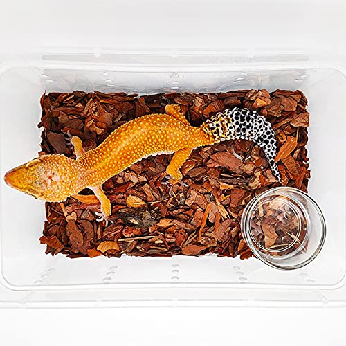 WEAVERBIRD 6Pcs Glass Reptile Feeder Food Bowl,Food Basin Tray Container Water Dish Cup, Reptile Terrarium Water Bowl,Round Water Dish Cup for Small Pet Lizard Turtle Spider Scorpion Frog Cricket