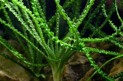 Marcus Fish Tanks Crinum Calamistratum Easy to Grow Hardy Live Aquarium Plant Betta Fish Plants