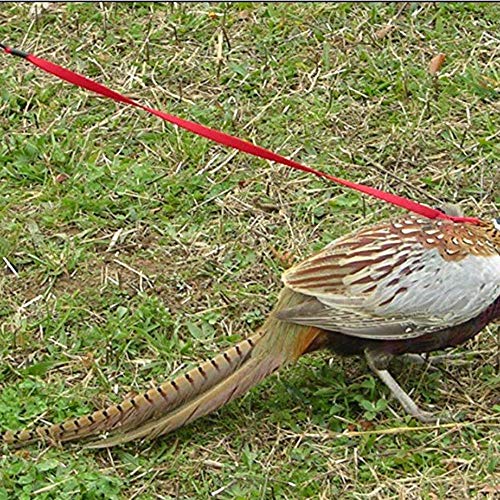 GFHFG Pet Bird Harness and Leash,Adjustable Parrot Bird Harness Leash - Pet Anti-Bite Rope Harness and Leash(M)
