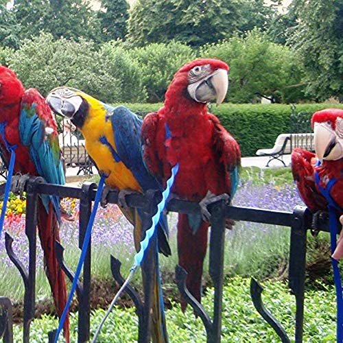 GFHFG Pet Bird Harness and Leash,Adjustable Parrot Bird Harness Leash - Pet Anti-Bite Rope Harness and Leash(M)
