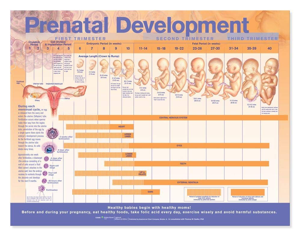 Prenatal Development Anatomical Chart