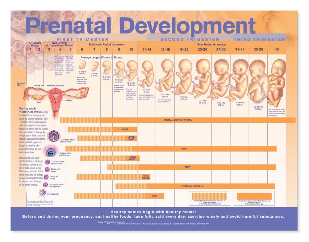 Prenatal Development Anatomical Chart