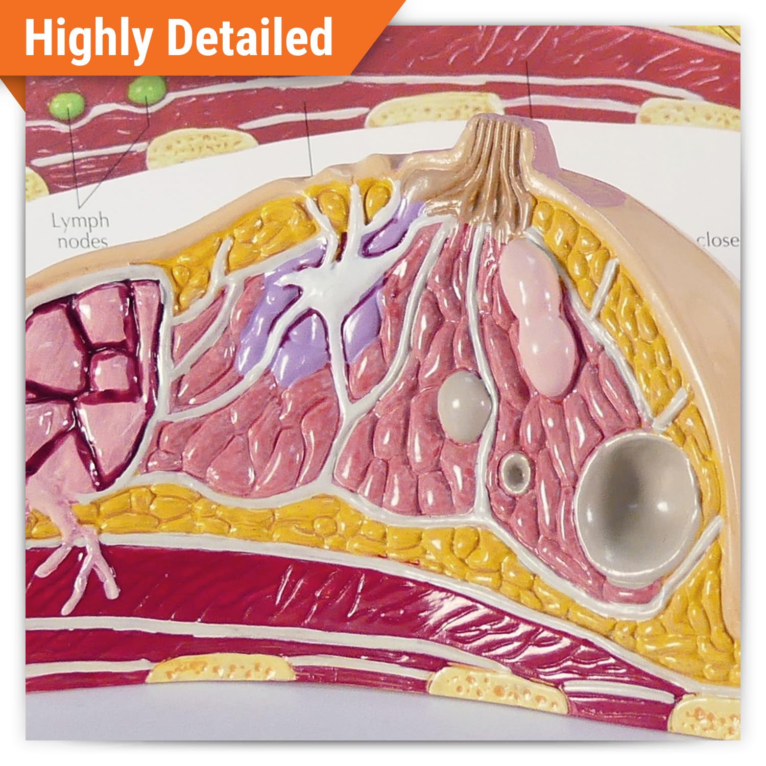 Breast Cross-Section Model | Human Body Anatomy Replica of Breast w/Common Pathologies for Doctors Office Educational Tool | GPI Anatomicals