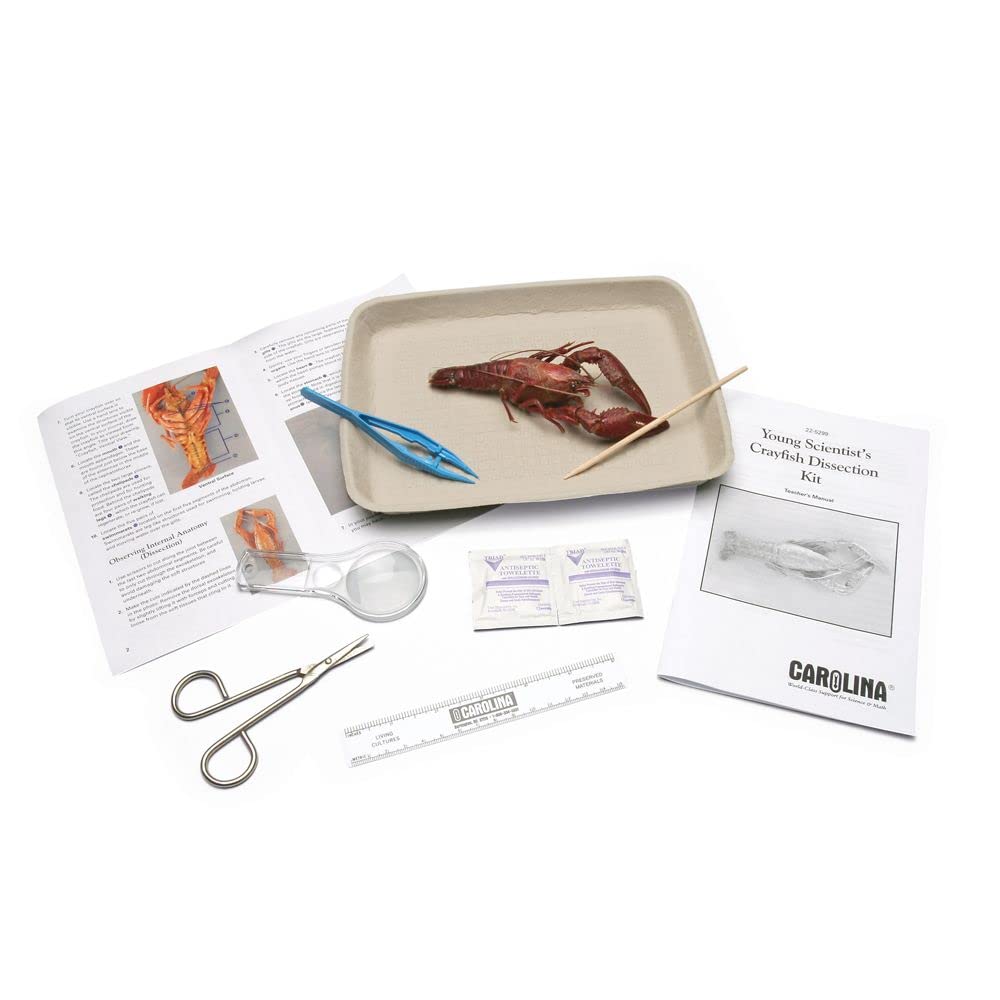 Young Scientist Crayfish Dissection Kit