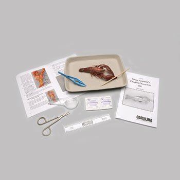 Young Scientist Crayfish Dissection Kit