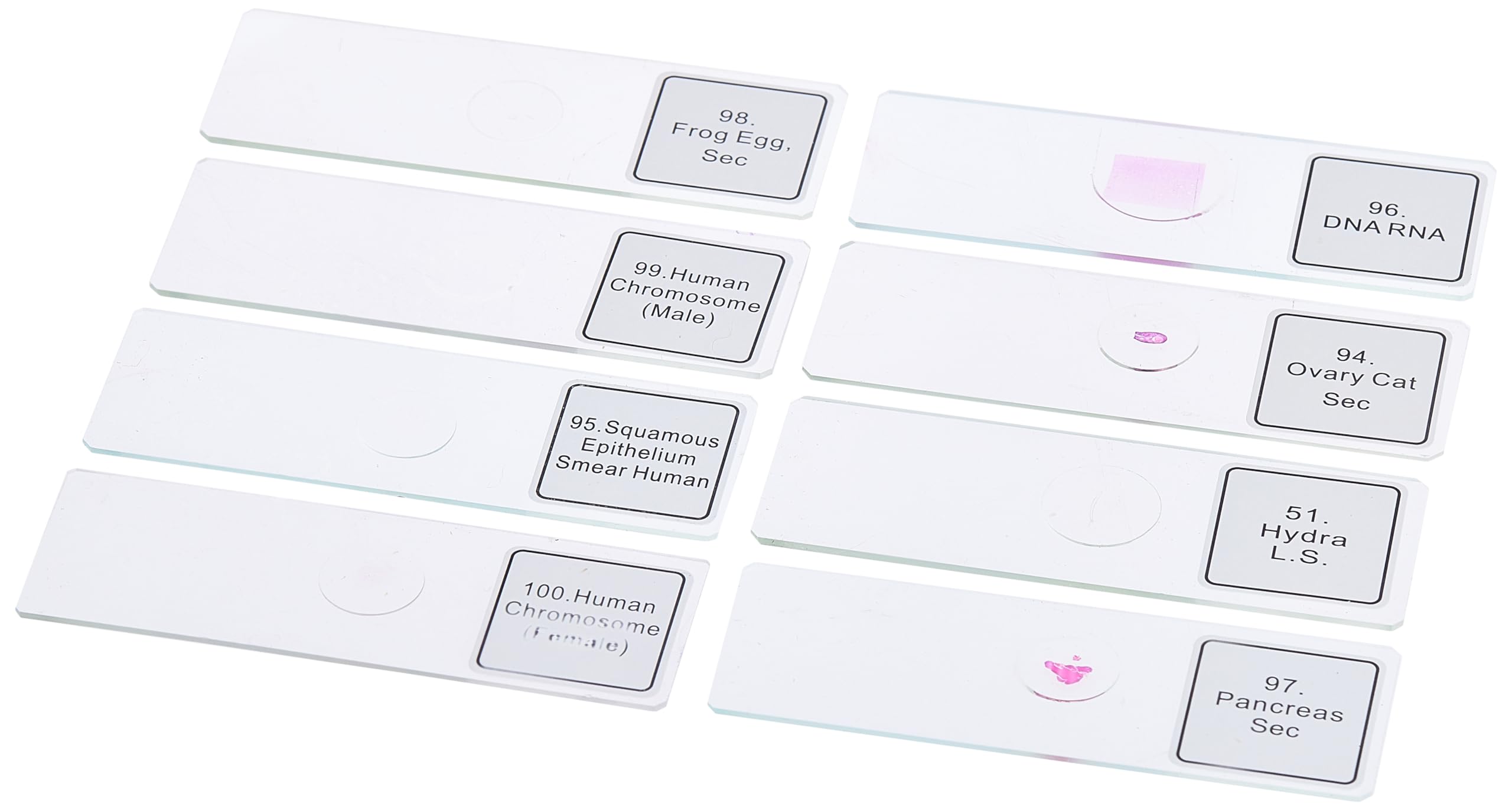 Celestron 44412 Prepared Microscope Slides (100-Piece Set)