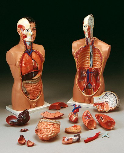 Anatomical Chart Company Tall Paul Torso Model