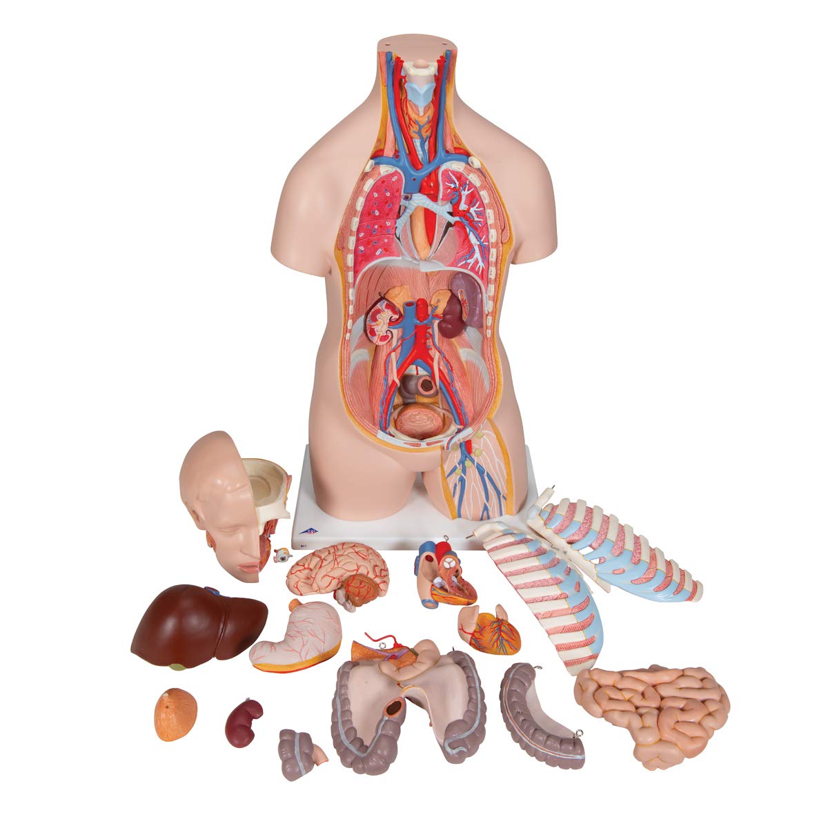 3B Scientific B11 Plastic 16 Part Classic Unisex Human Torso Model, 9.8" Length x 15" Width x 34.3" Height