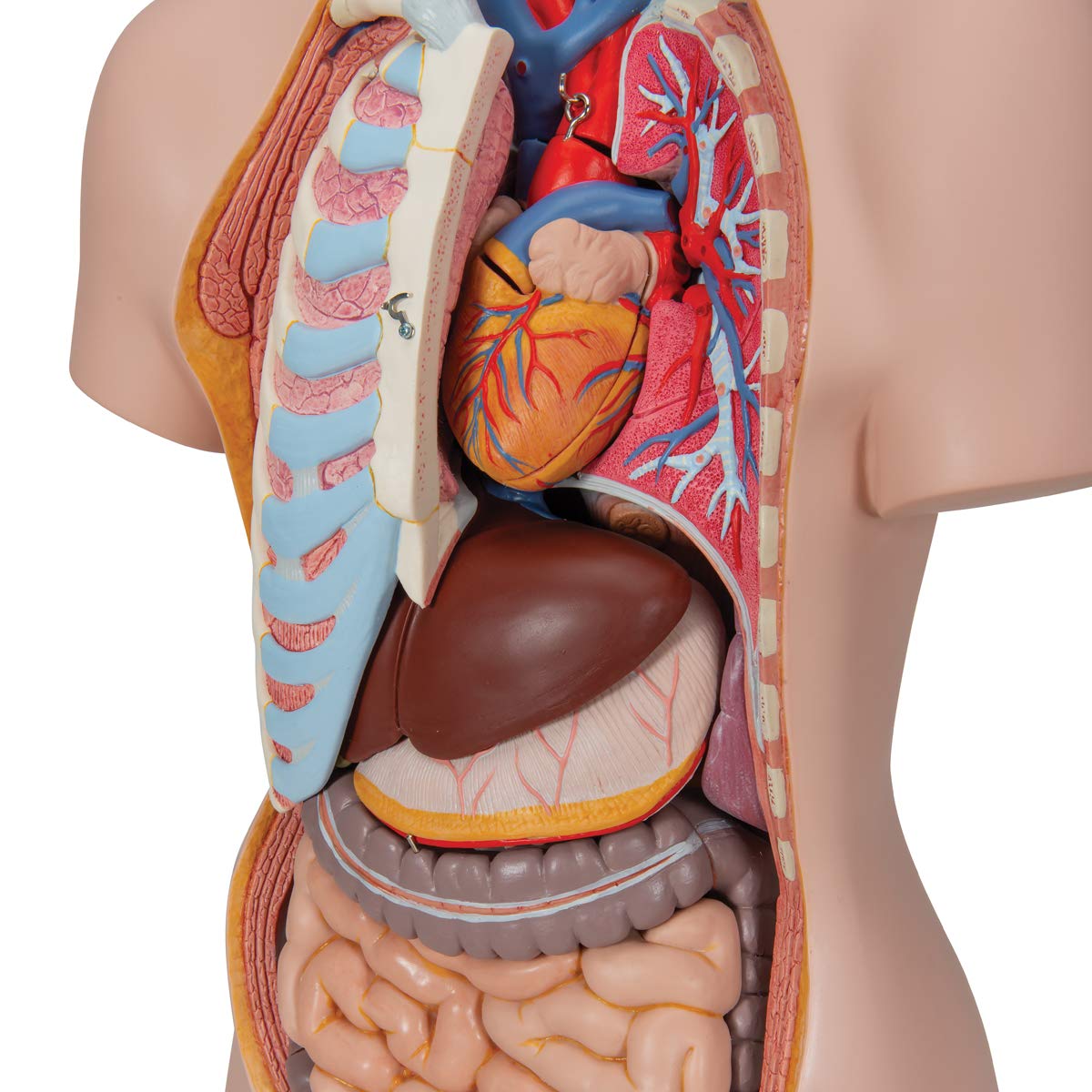 3B Scientific B11 Plastic 16 Part Classic Unisex Human Torso Model, 9.8" Length x 15" Width x 34.3" Height