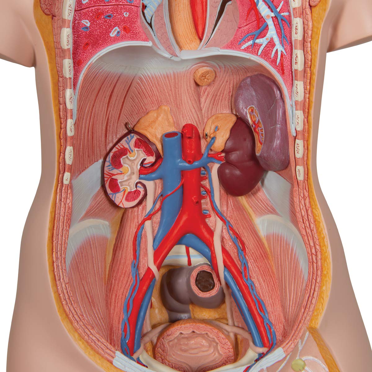 3B Scientific B11 Plastic 16 Part Classic Unisex Human Torso Model, 9.8" Length x 15" Width x 34.3" Height