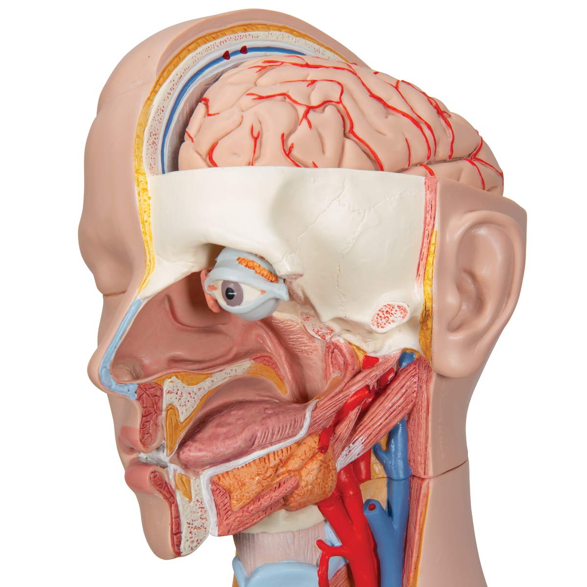 3B Scientific B11 Plastic 16 Part Classic Unisex Human Torso Model, 9.8" Length x 15" Width x 34.3" Height
