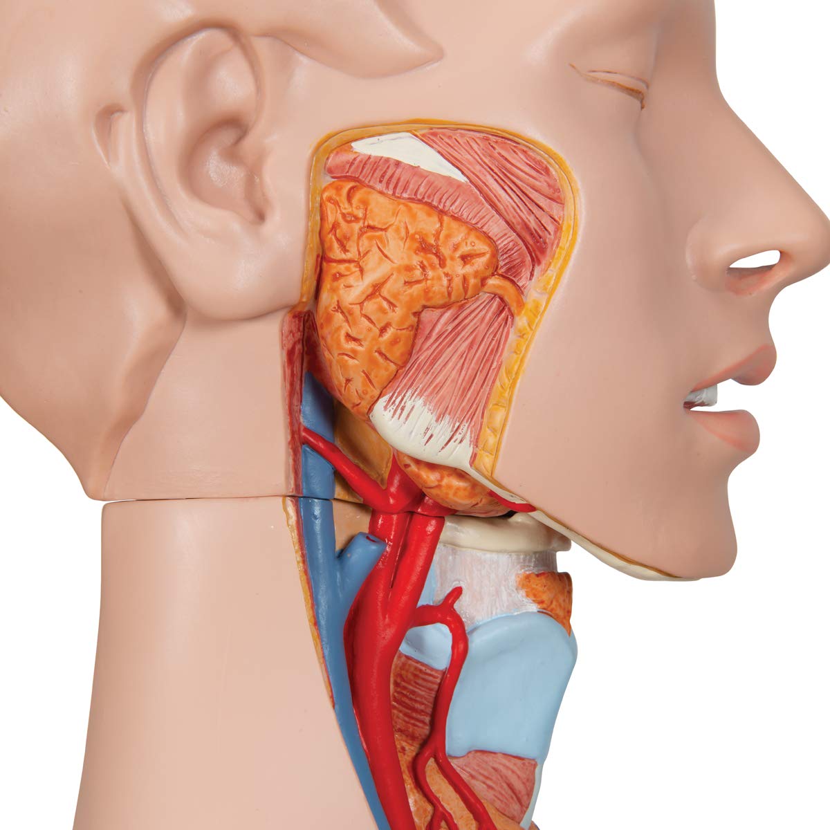 3B Scientific B11 Plastic 16 Part Classic Unisex Human Torso Model, 9.8" Length x 15" Width x 34.3" Height