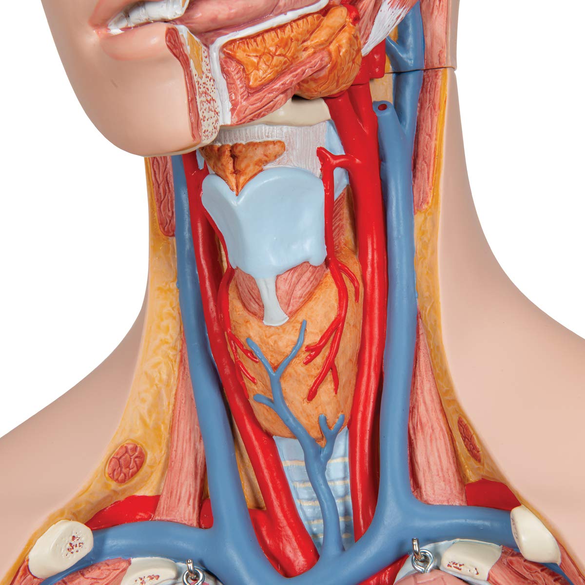 3B Scientific B11 Plastic 16 Part Classic Unisex Human Torso Model, 9.8" Length x 15" Width x 34.3" Height