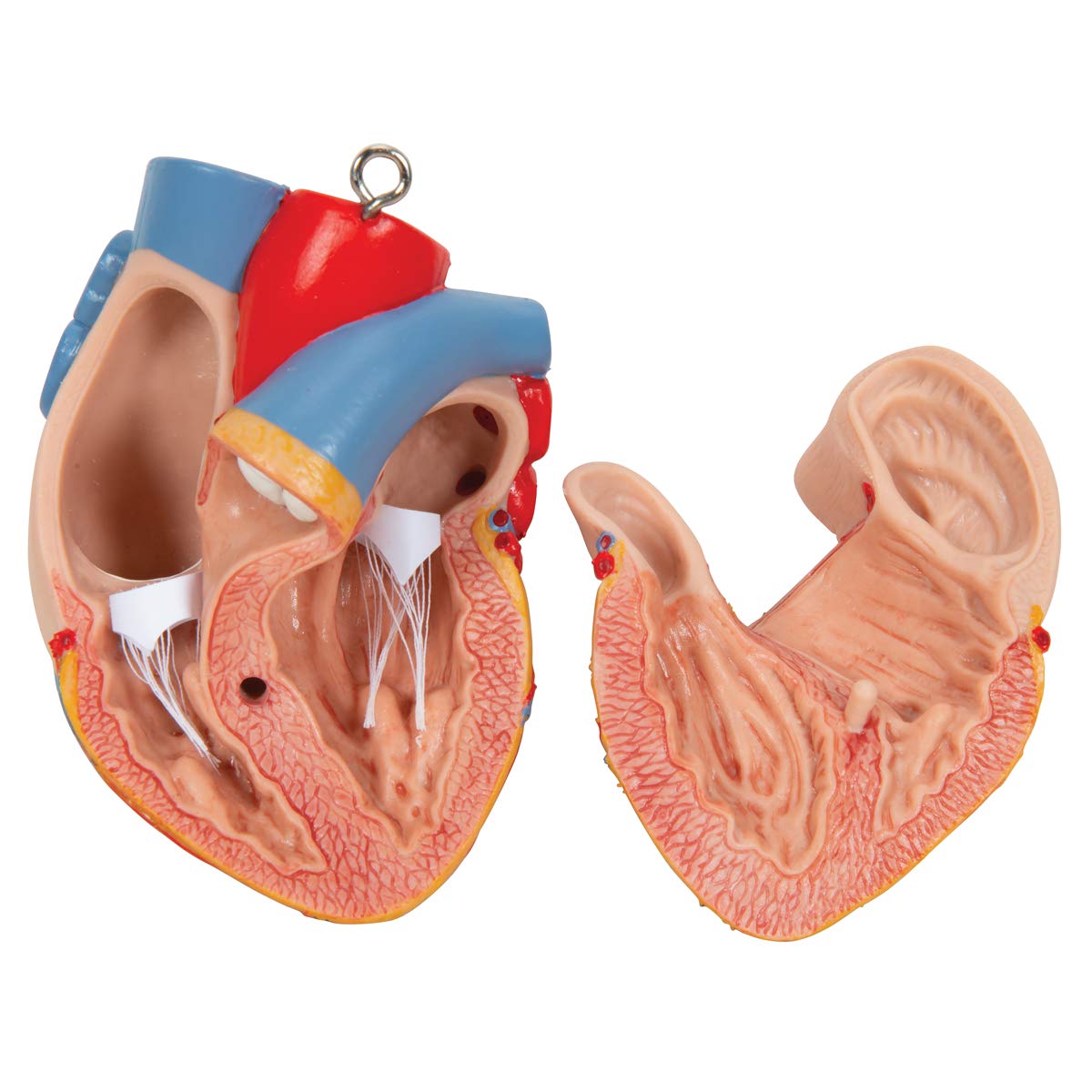3B Scientific B11 Plastic 16 Part Classic Unisex Human Torso Model, 9.8" Length x 15" Width x 34.3" Height