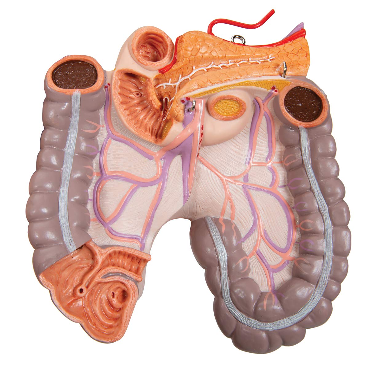 3B Scientific B11 Plastic 16 Part Classic Unisex Human Torso Model, 9.8" Length x 15" Width x 34.3" Height