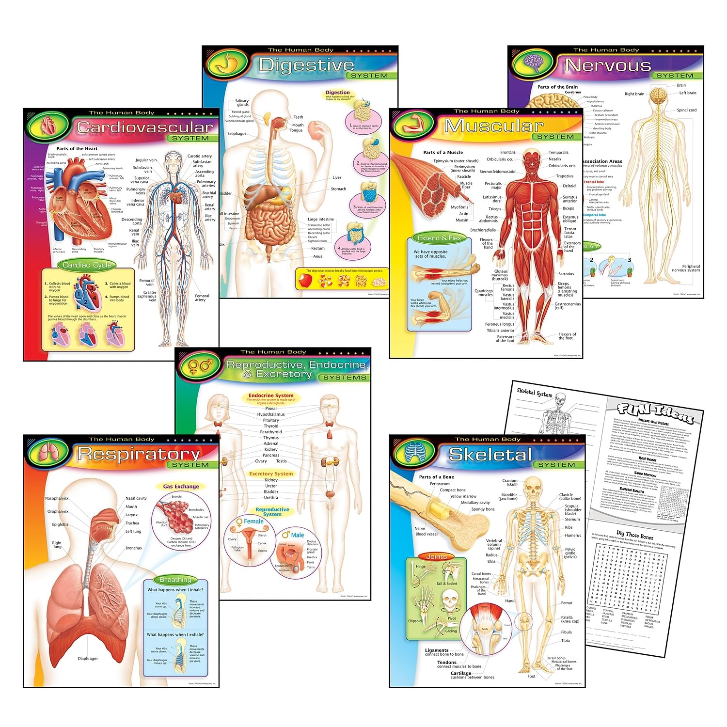 TREND ENTERPRISES, INC. T-38913 The Human Body Learning Charts Combo Pack, Set of 7, Multi