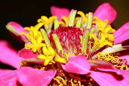 Zinnia Seeds for Planting Outdoors, Over 480 Seeds Giving You The Zinnia Flowers You Need, Zinnia Elegans, 4.2 Grams, Non-GMO