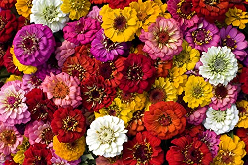 Zinnia Seeds for Planting Outdoors, Over 480 Seeds Giving You The Zinnia Flowers You Need, Zinnia Elegans, 4.2 Grams, Non-GMO