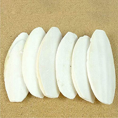 Mivofun 2PCS Natural Cuttlebone for Tortoise Turtles Snails Birds Cockatiels Parakeets Budgies Reptiles Small Animals(4"-4.5",Small)