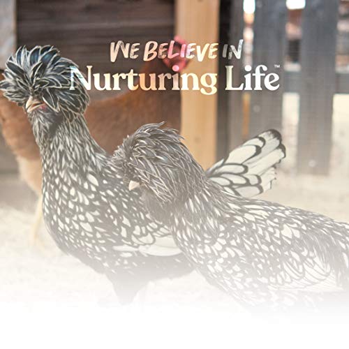 Manna Pro All Flock Crumbles | 16% Protein Level | Complete Feed for Chickens, Ducks, Geese, Turkeys and Gamebirds | Probiotics to Support Digestion | Crumbled Form for Easy Feeding | 25 Pounds