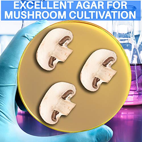 Potato Dextrose Agar Powder 100 Grams - Evviva Sciences - Makes 100-125 Premium Agar Petri Dishes - Premium Performance - Excellent for Mold & Fungus - Great for Mushrooms & Science Projects