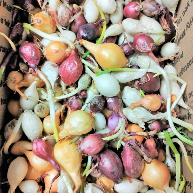 30 Mixed Onion Sets Yellow Onion Red White Onion Bulbs