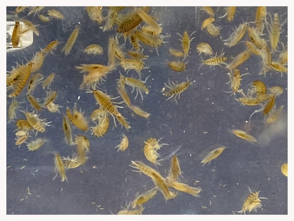 Critters Direct Live Freshwater Scuds (gammarus, sp) Qty-100